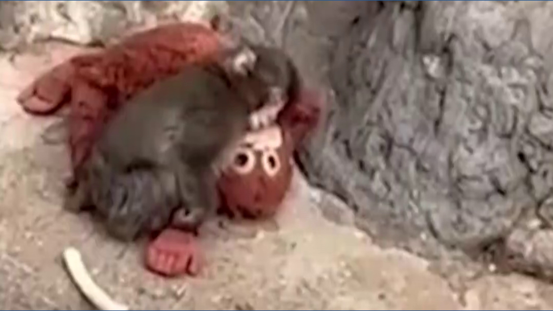 Punch, the monkey who went viral for having a pet monkey to comfort him ...