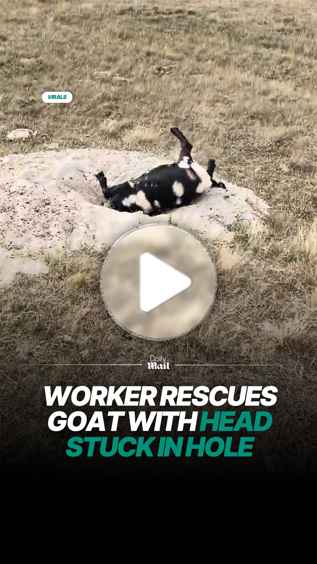 Worker frees goat stuck in ground opening