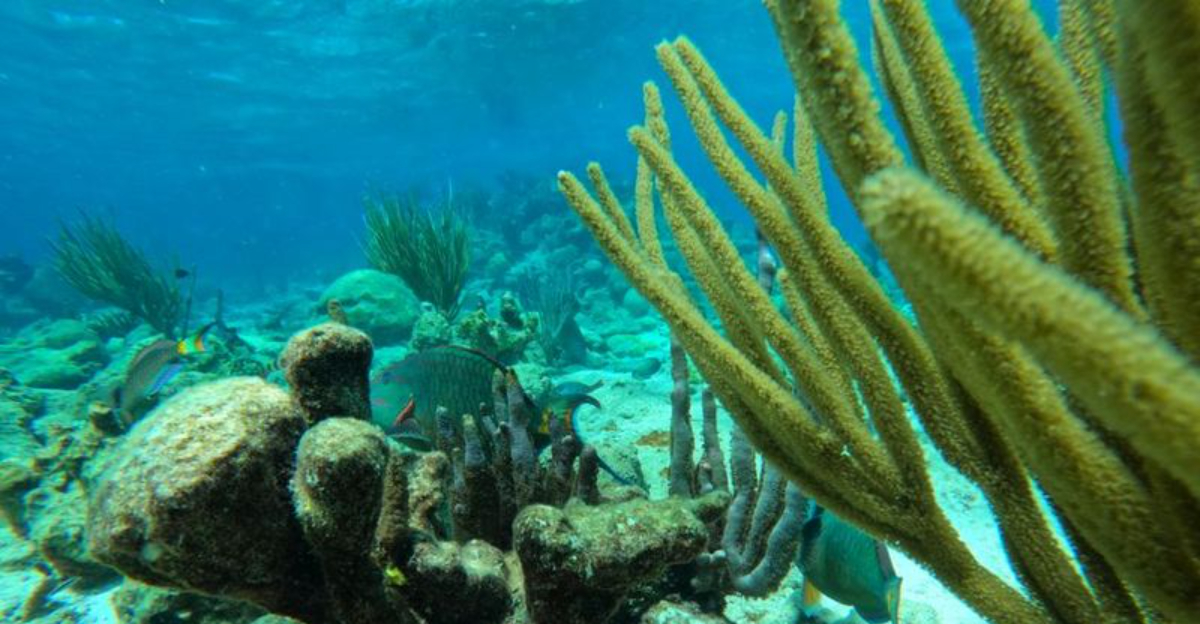 15 US snorkeling escapes where the water is too beautiful to believe