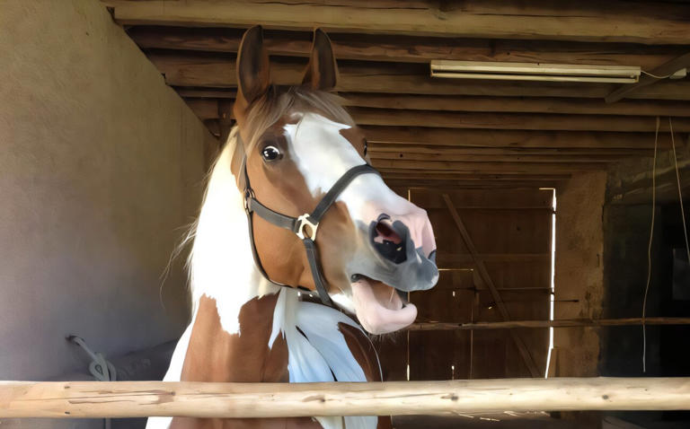 How horses whinny: Helium tests reveal whistling while singing mechanism