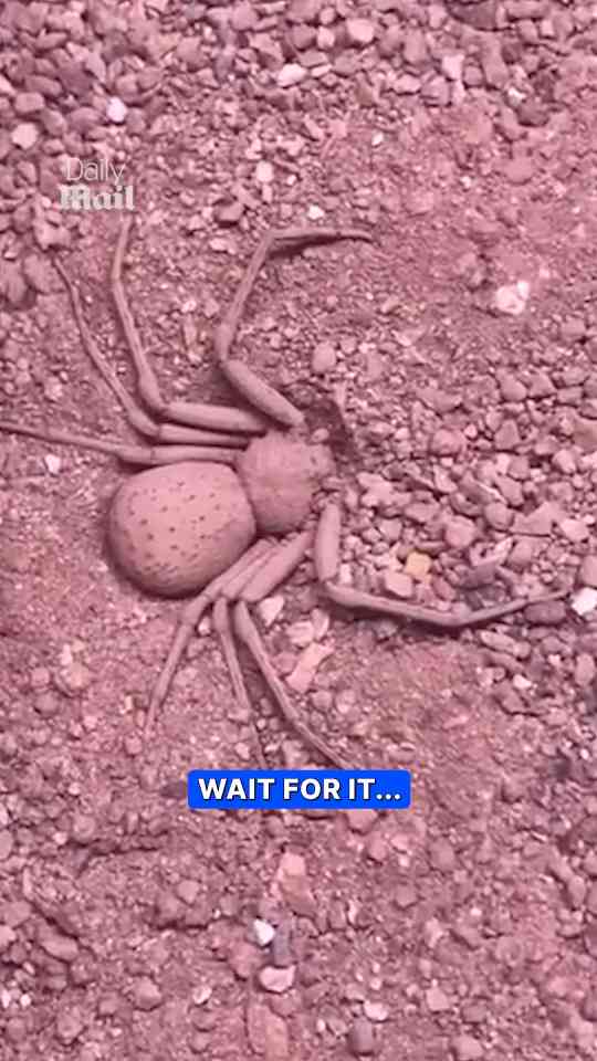 Six eyed sand spider blends into desert landscape