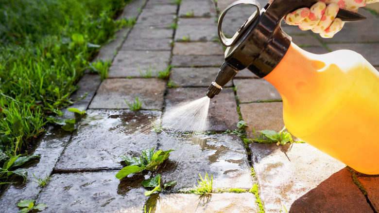 Why people are spraying their patios with vinegar (and does science ...
