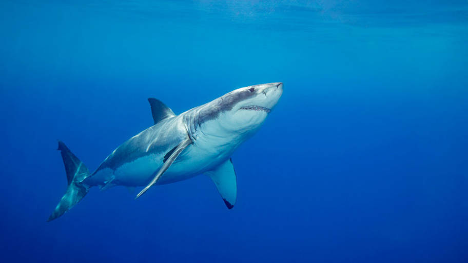 9 animals from prehistoric times that are still around today