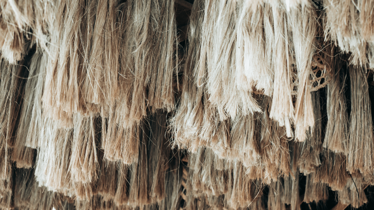 P3-M abaca revival program launched in Southern Leyte