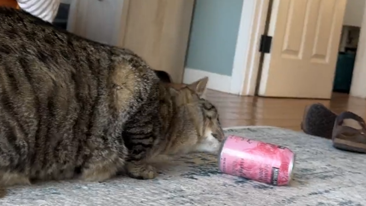 Cat tries soda water for the first time