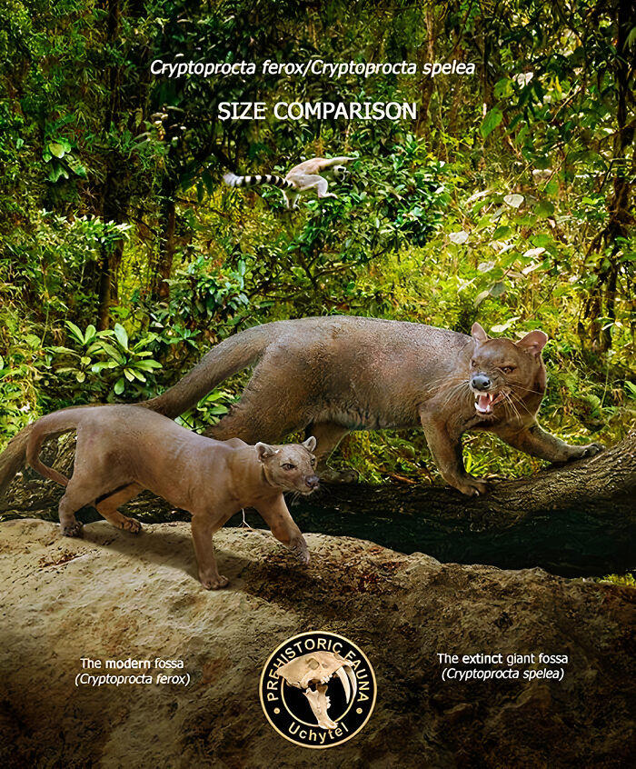 30 size comparisons of extinct species and their modern relatives by ...