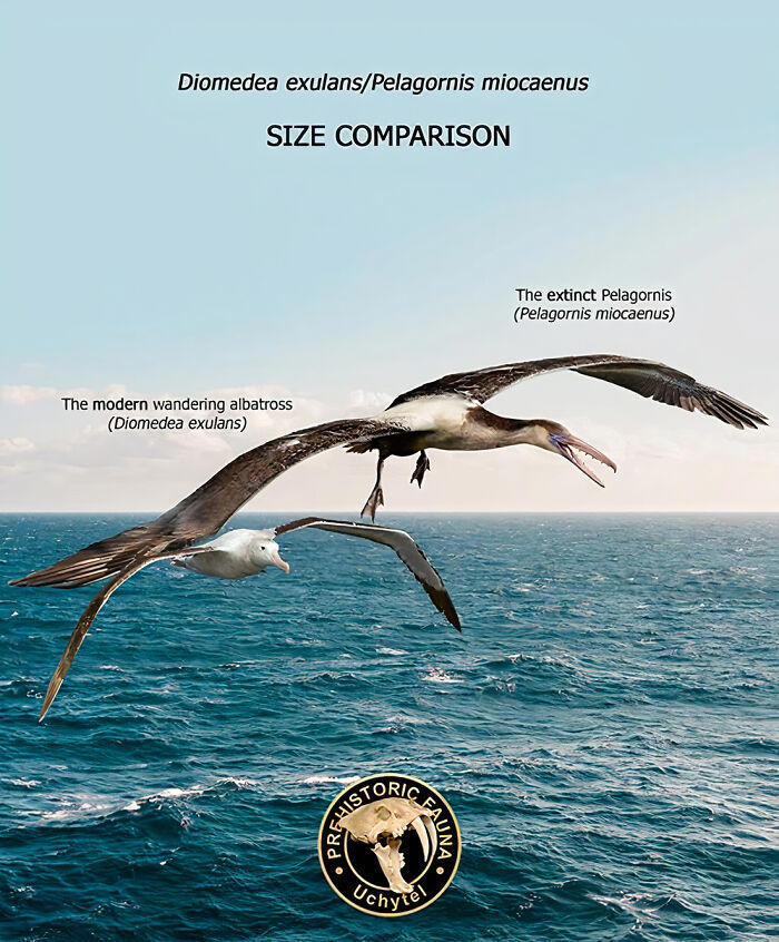 30 size comparisons of extinct species and their modern relatives by ...