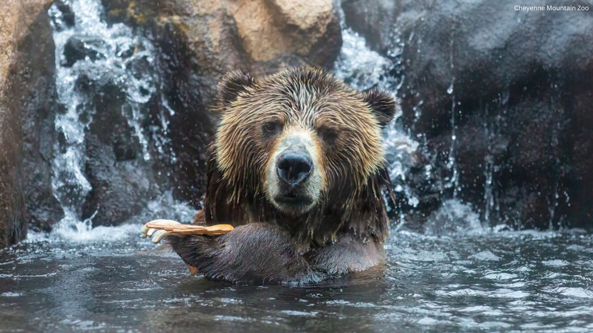 Cheyenne Mountain Zoo’s grizzly bear preparing for cancer treatment