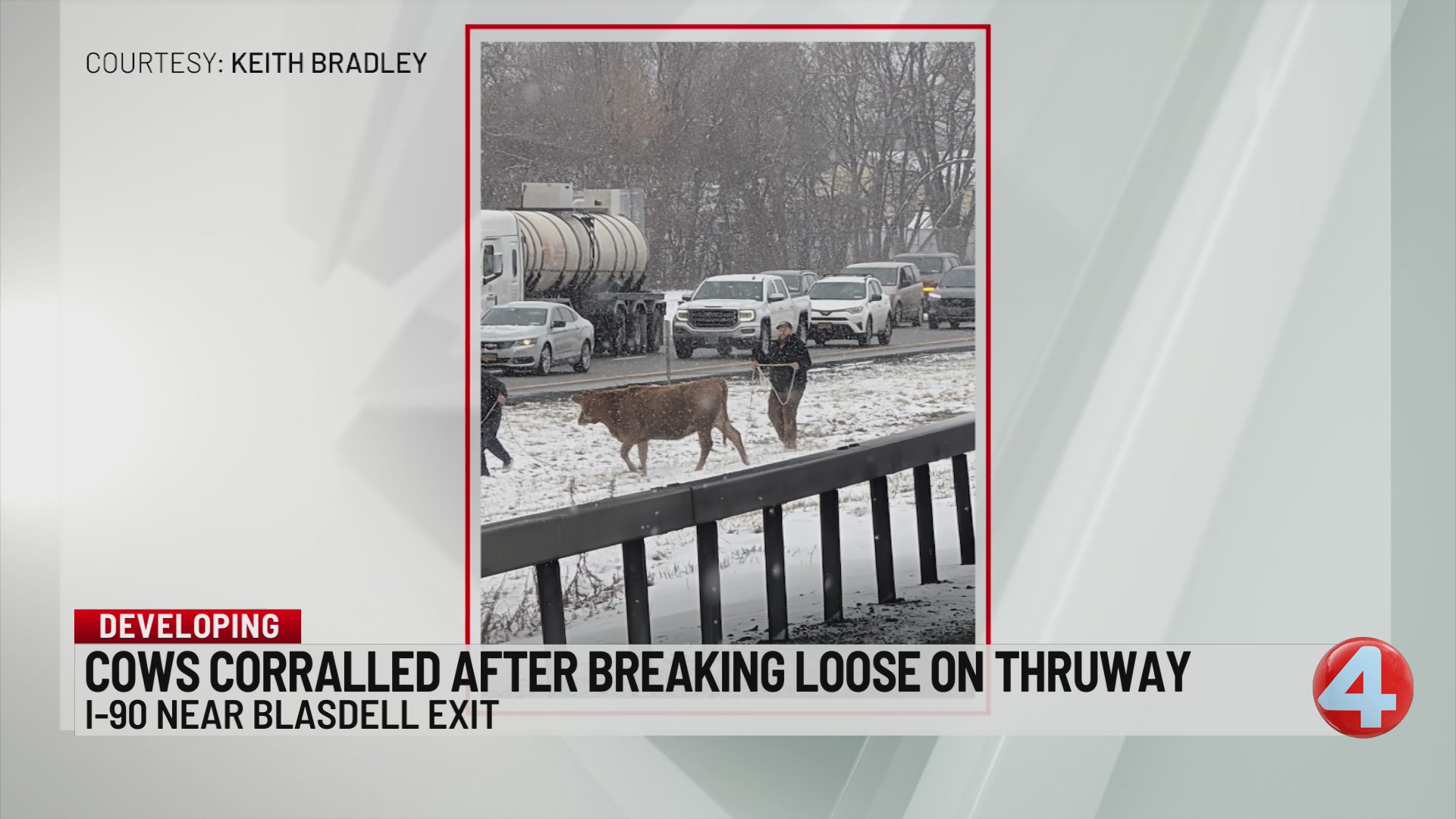 Thruway reopens after cows run loose in Hamburg