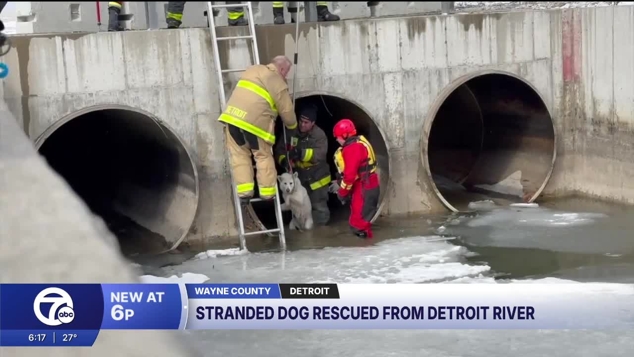 Detroit first responders rescue Siberian husky stranded on ice near ...