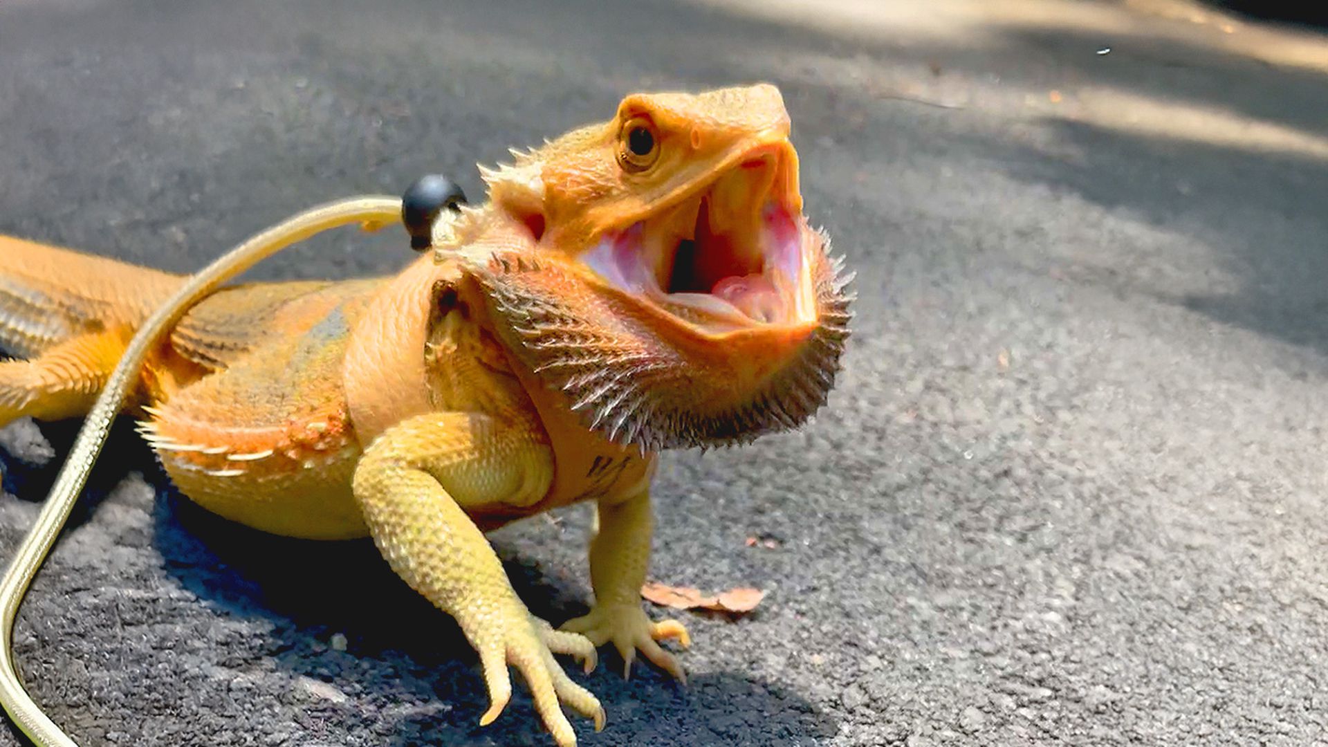 Lizard loves to go on walks with mom around the neighborhood