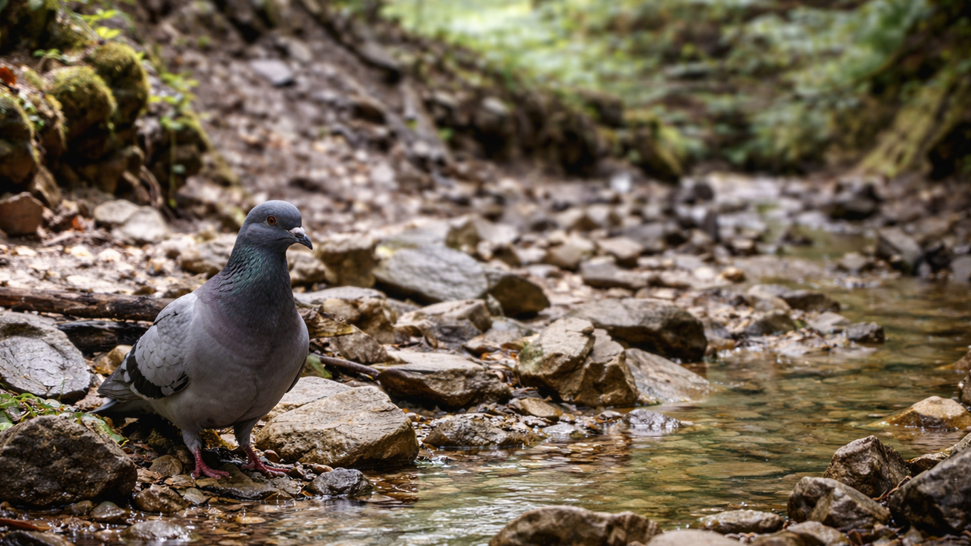 Three weeks of wildlife captured on camera trap