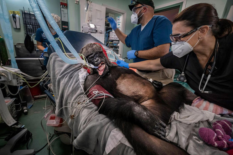 Gorilla gently admiring butterfly among the stunning and shocking ...