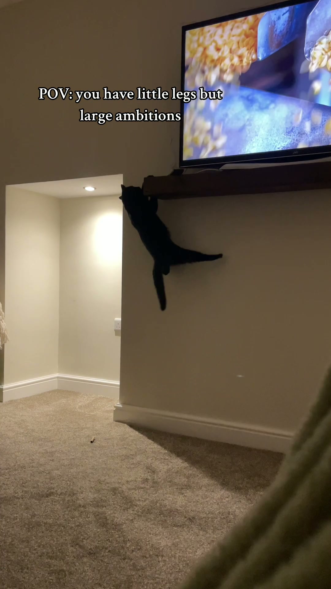 Cat is trying to jump onto the TV shelf but doesn't quite make it!