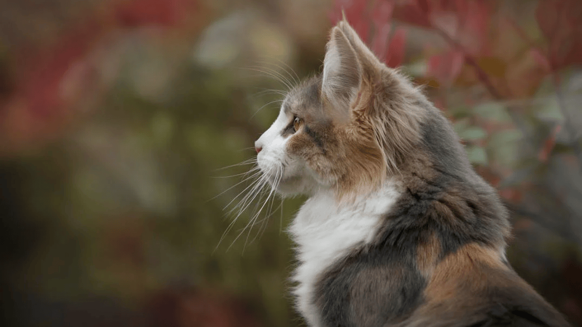 Do you feel like your cat hates you a little? Actually, it doesn't, you ...