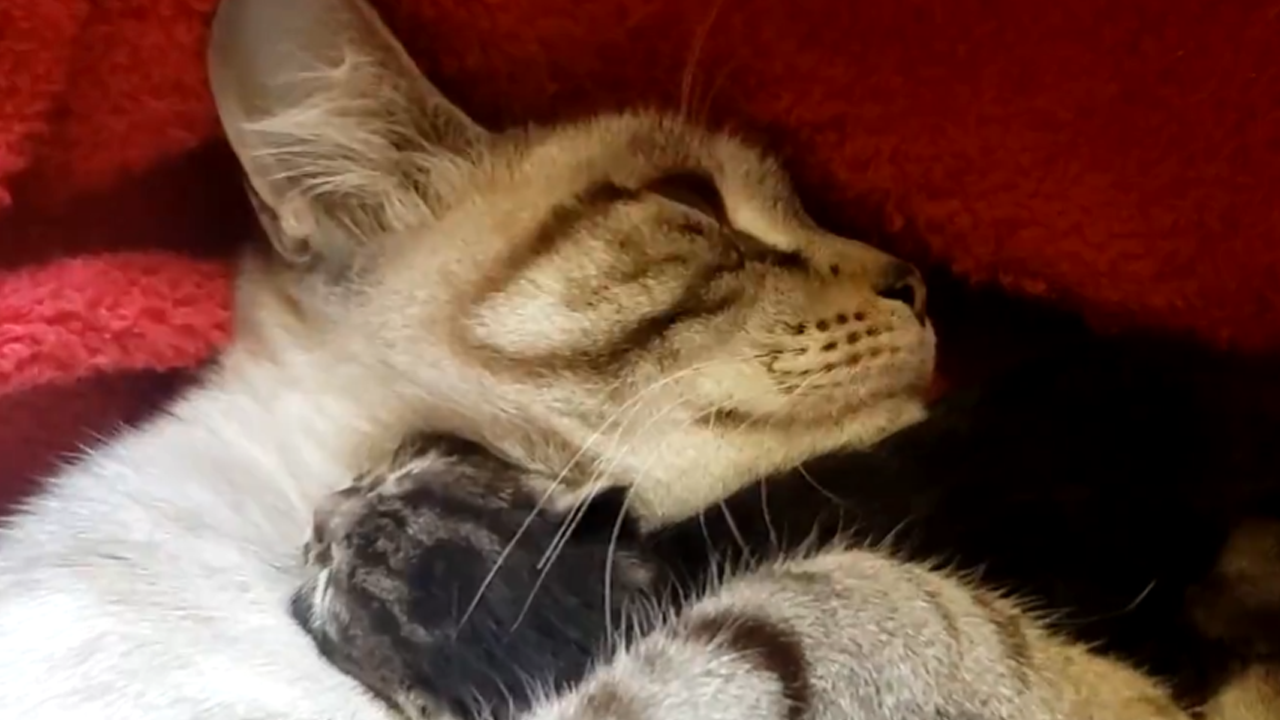 Mother cat cuddles her newborn kittens