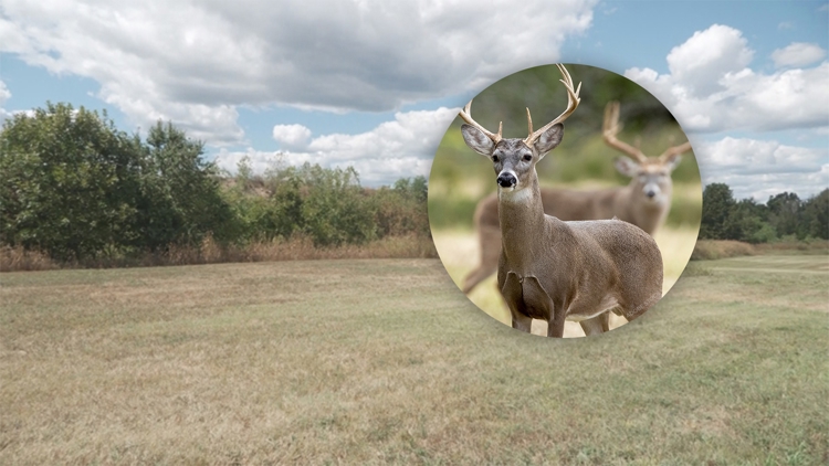 Origin Park deer culling 'paused' after public outcry over unanswered ...