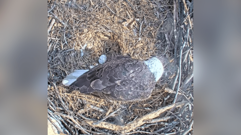 Bald eagle at US Steel Pittsburgh-area plant lays first egg of 2026