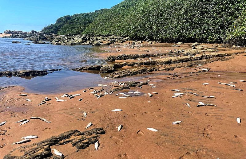 'High heat' blamed for massive KZN fish kill, but investigations continue