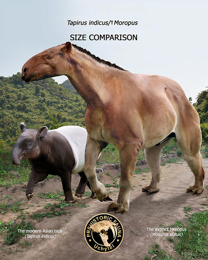 30 size comparisons of extinct species and their modern relatives by ...