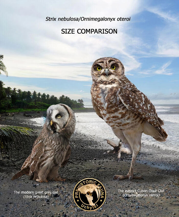 30 size comparisons of extinct species and their modern relatives by ...