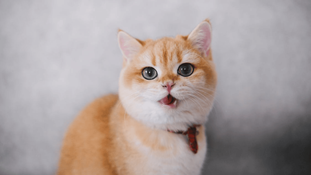 Do you feel like your cat hates you a little? Actually, it doesn't, you ...