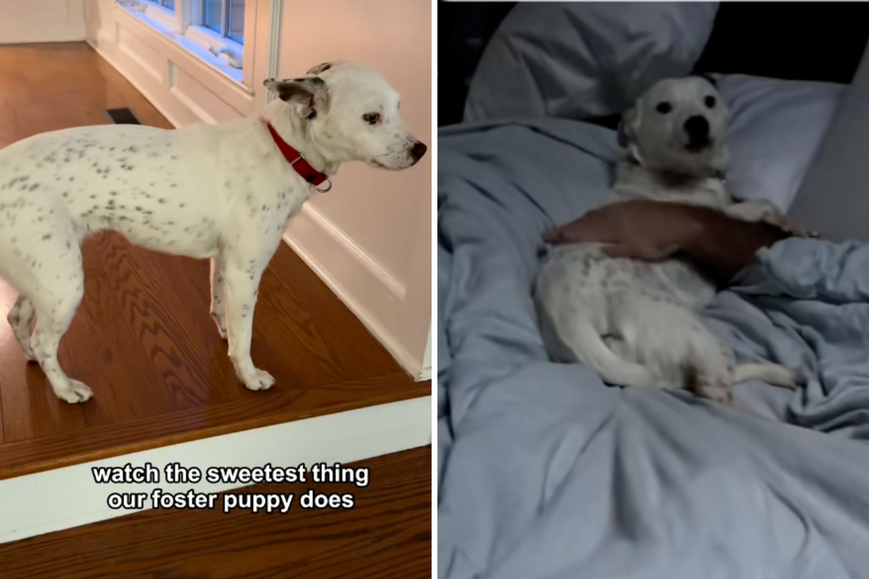 Foster puppy does the same thing each morning—hearts melt at reason why