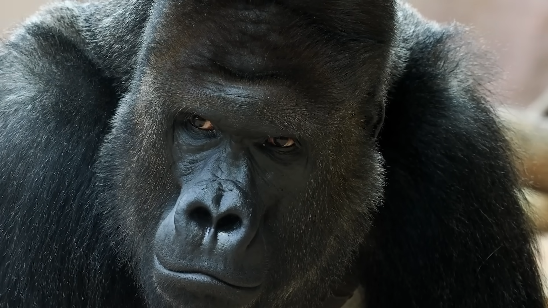 Photographs, footprints and the skunk ape debate