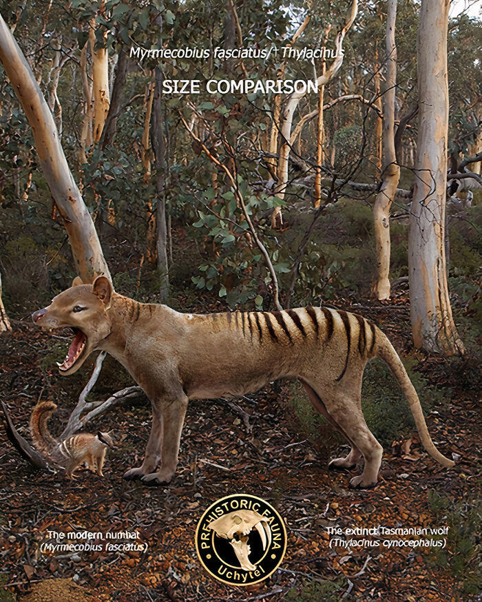 30 size comparisons of extinct species and their modern relatives by ...