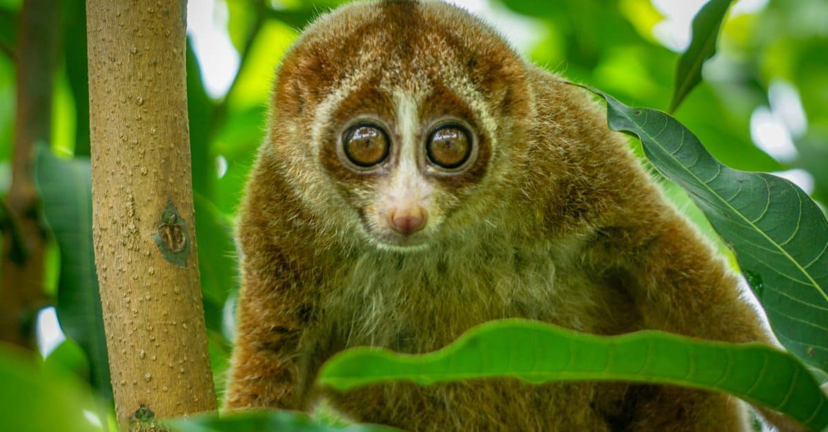 10 cute but deadly venomous creatures to avoid