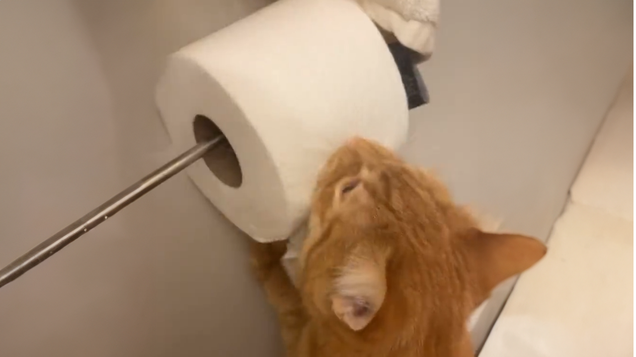 Milo goes after the last roll of paper