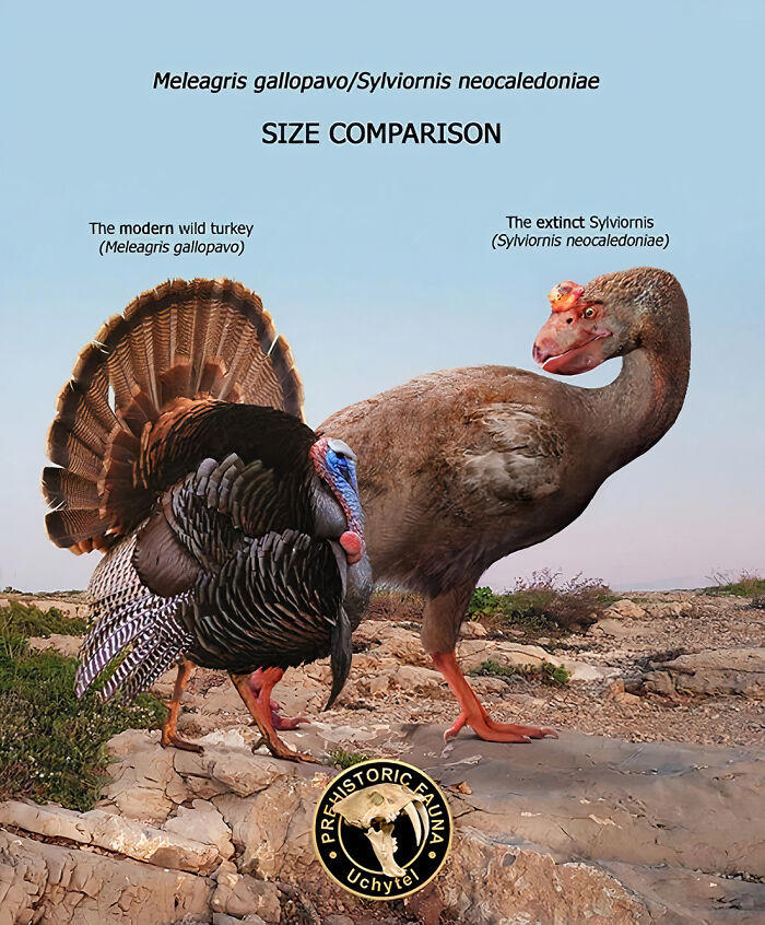 30 size comparisons of extinct species and their modern relatives by ...