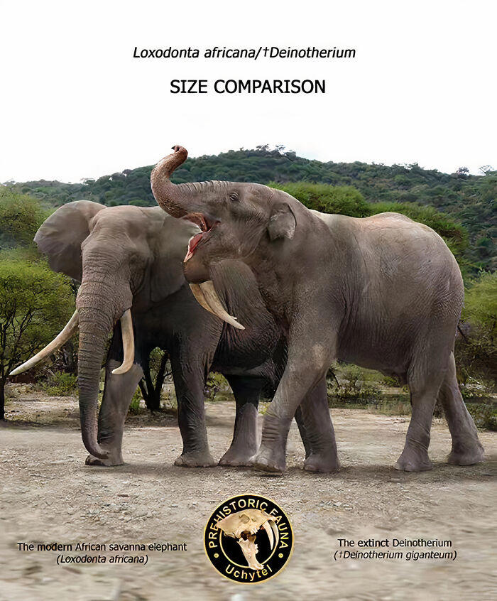 30 size comparisons of extinct species and their modern relatives by ...