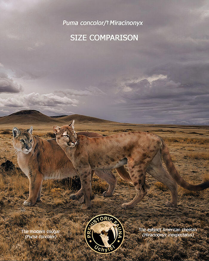 30 size comparisons of extinct species and their modern relatives by ...