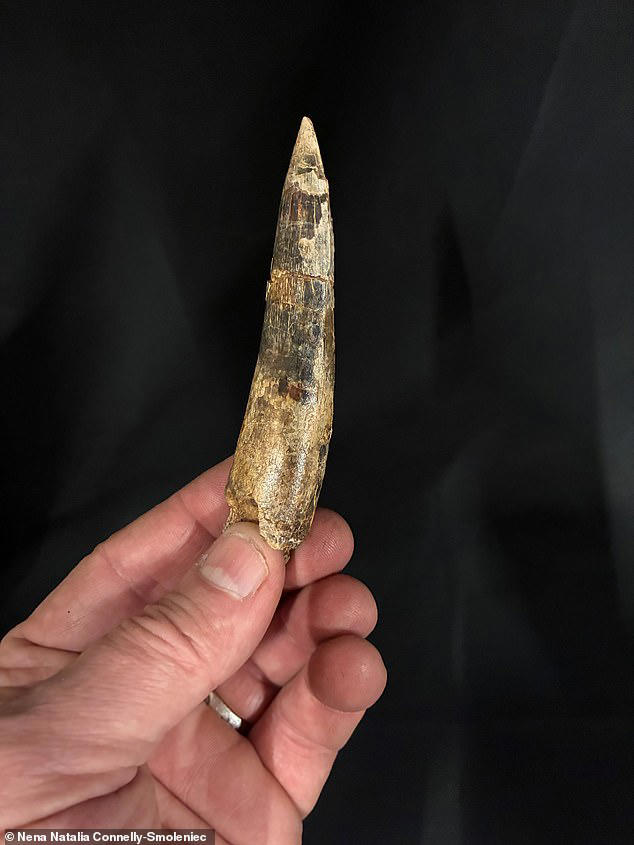 Mysterious 'dragon' species that lived 95 million years ago discovered ...