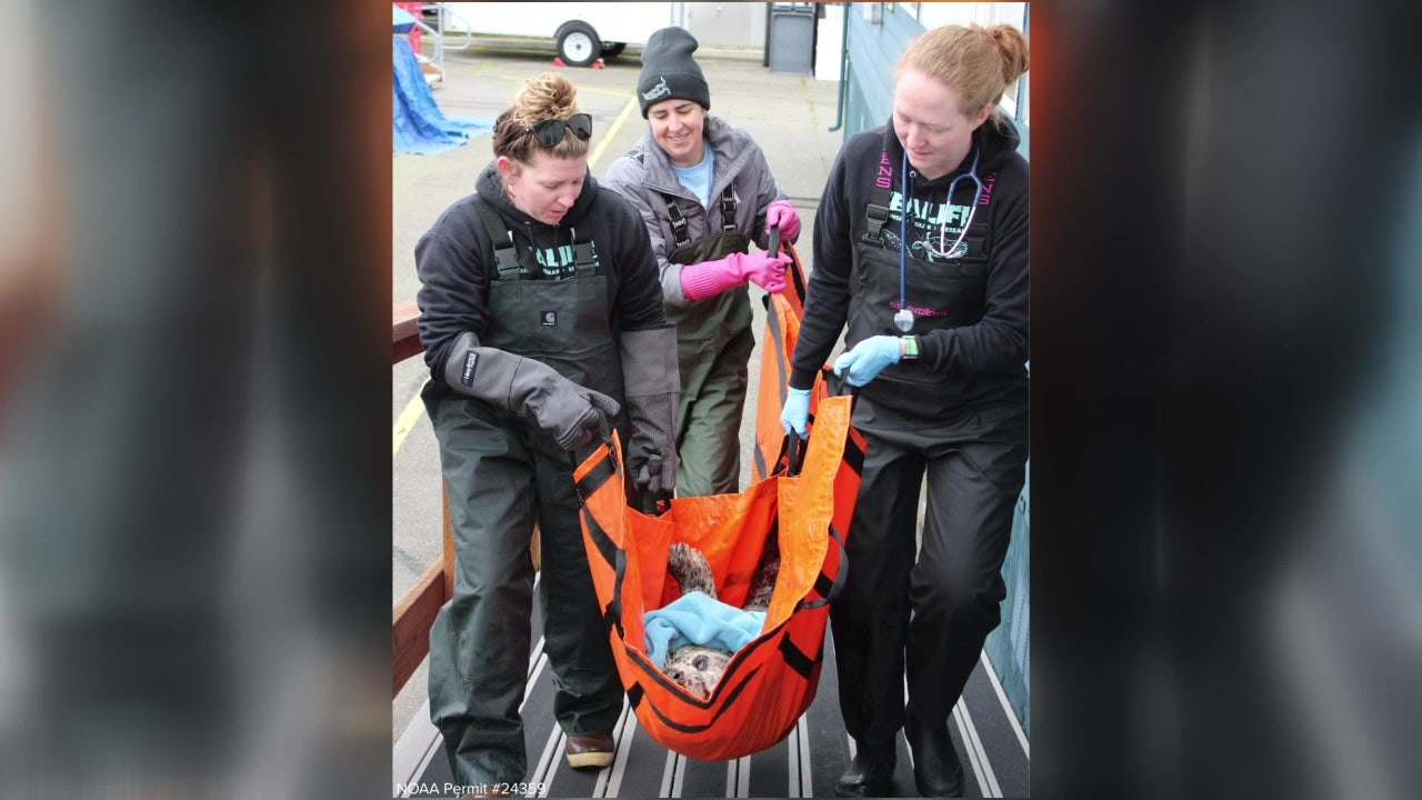 ‘This is just cruel’: Harbor seal shot in head, now fighting to survive