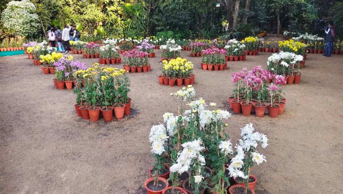 From exhibition to 'loot': Viral video shows people taking plants from ...