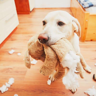 犬を初めて飼ったときに経験すること5選 迎える前に知っておくべき心得とは?