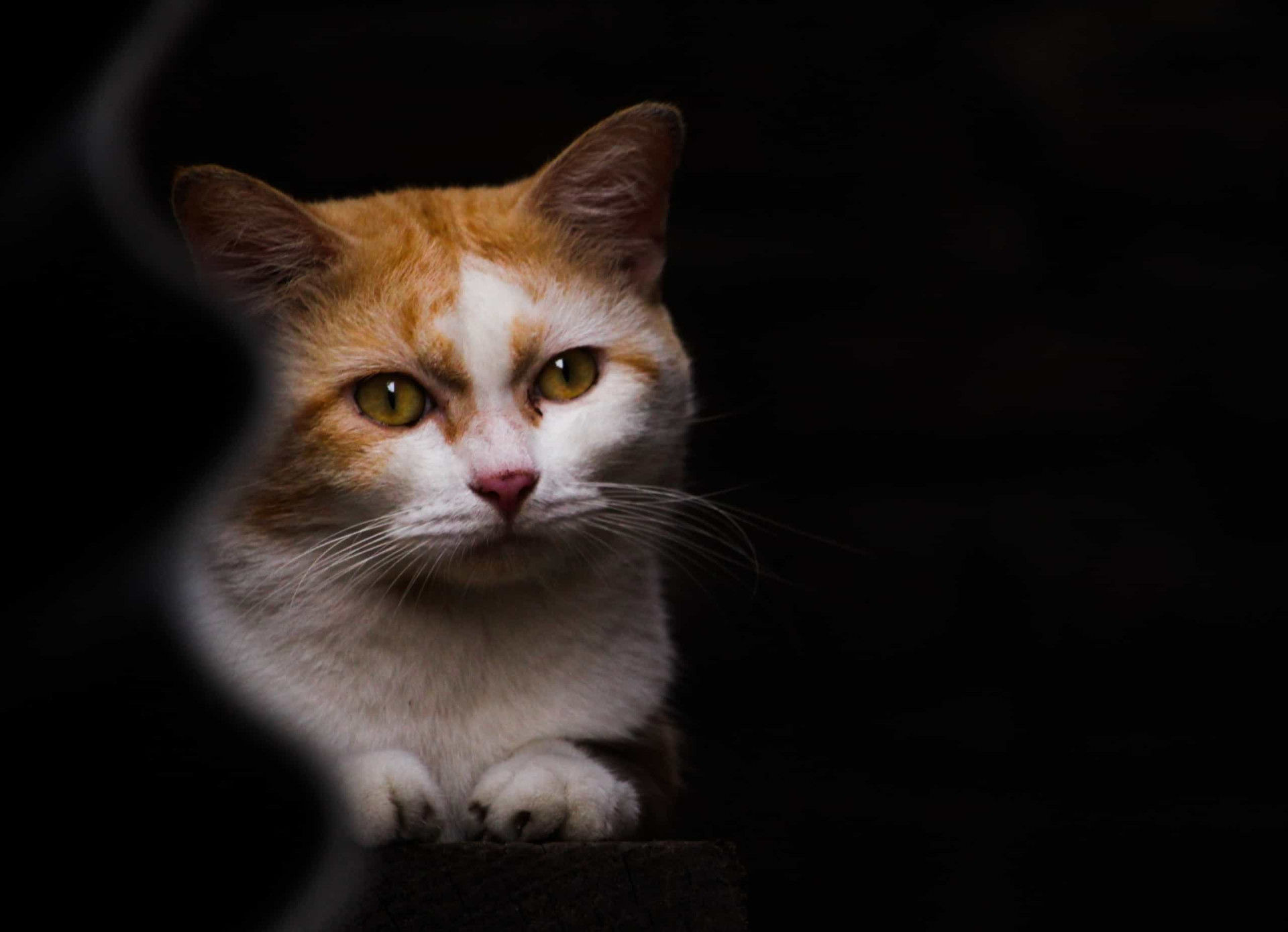 Cómo saber si tu gato está enfermo: señales que no debes ignorar