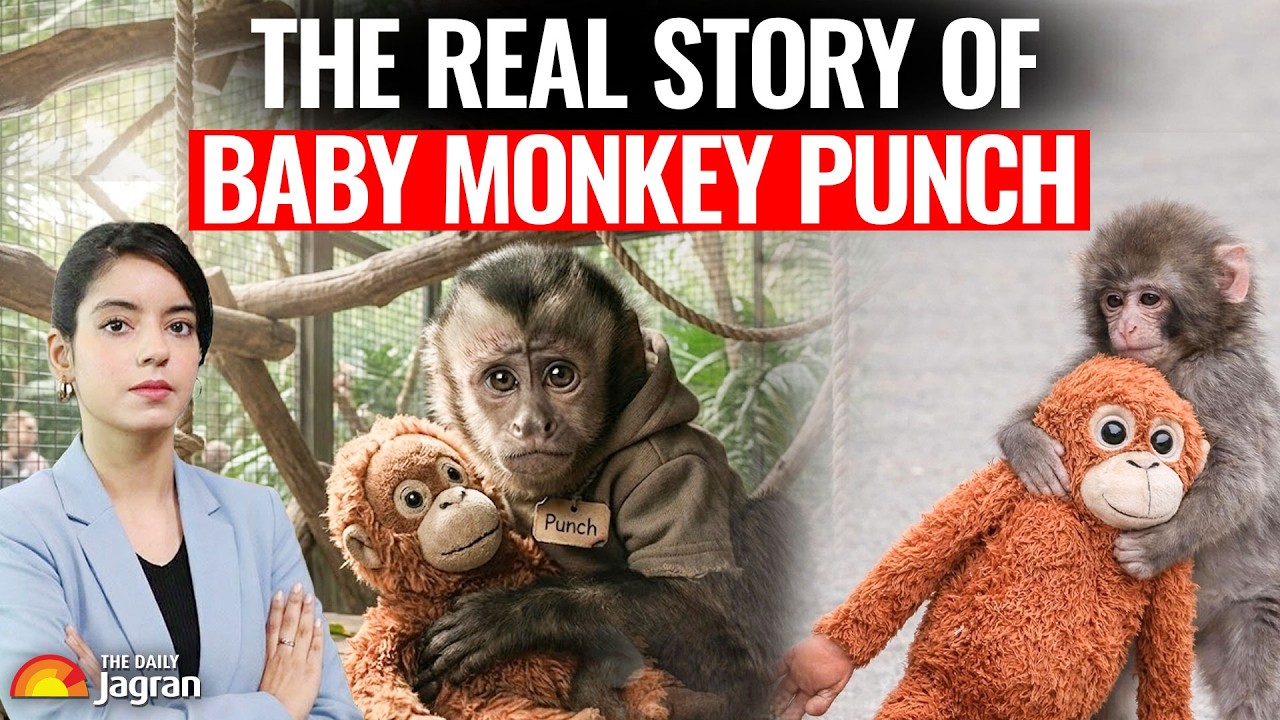 Viral monkey punch's real story! The truth about Japan monkey! Baby ...
