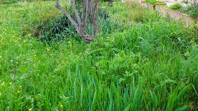 The lawn care solution that'll help attract owls to your yard