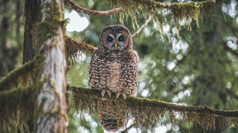 The lawn care solution that'll help attract owls to your yard