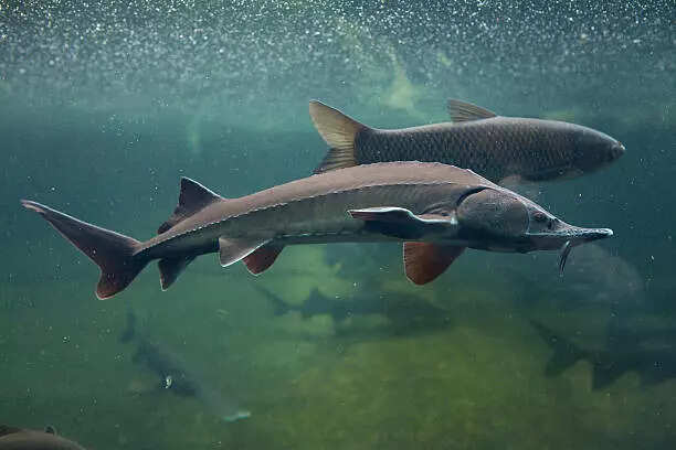 7 fish species older than dinosaurs