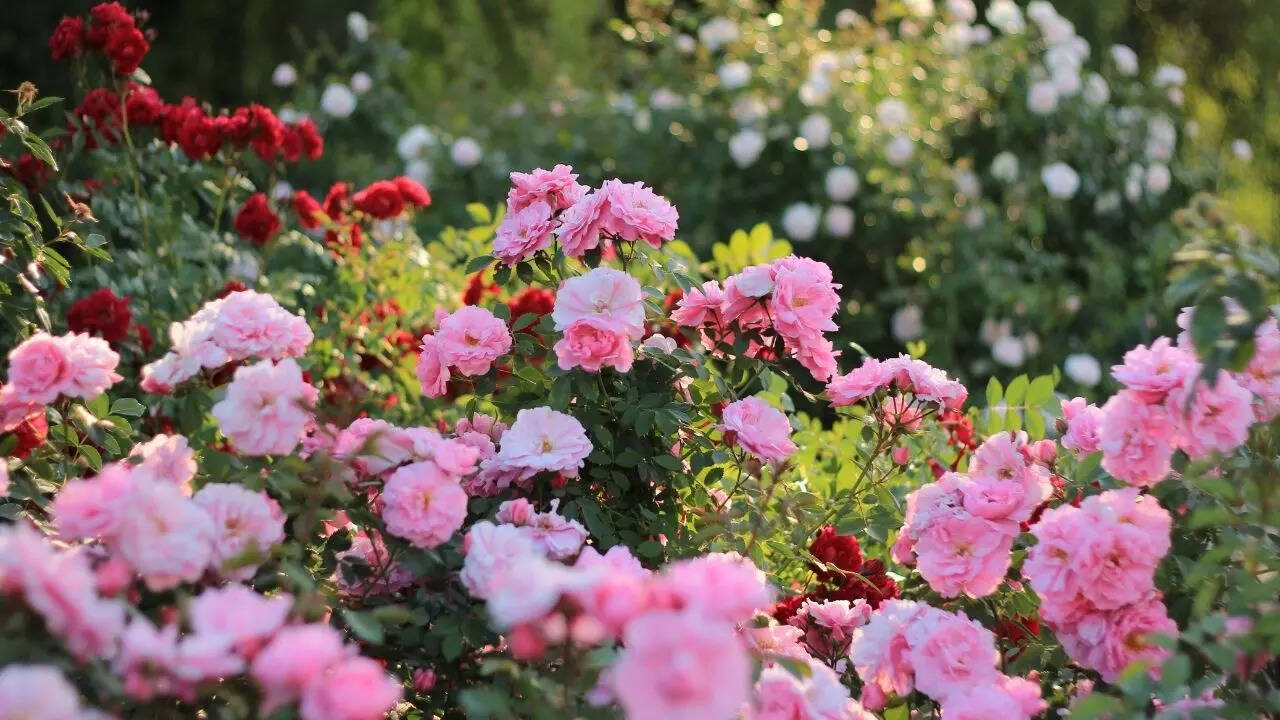 7 blooming beauties that add scent and style to your garden