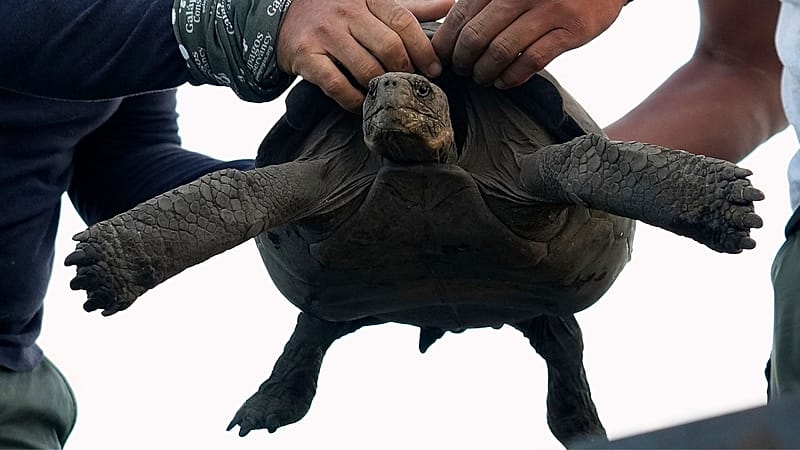 Giant tortoises are returning to this Galápagos island nearly 150 years ...