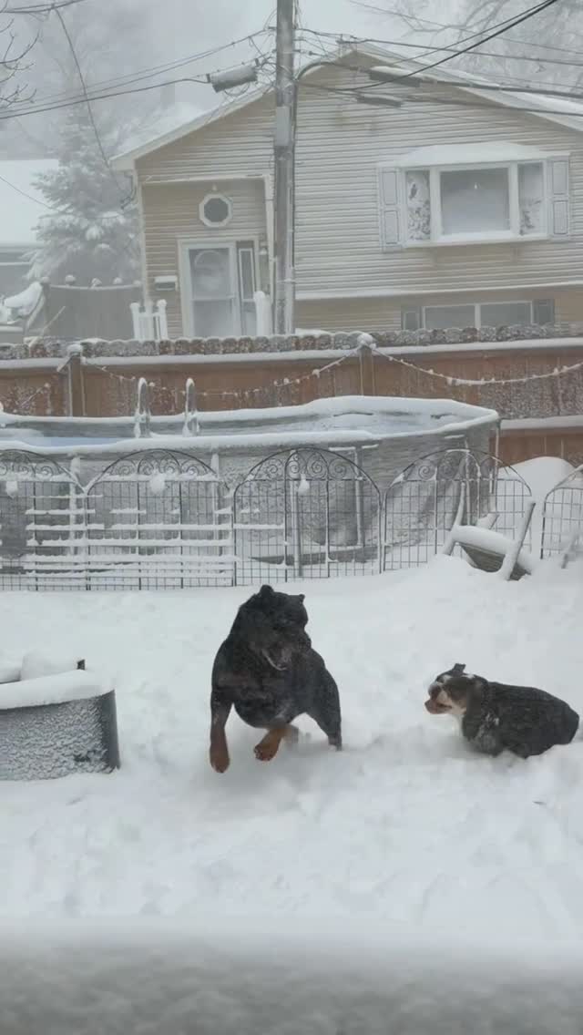 I’ve never seen my dog this happy before