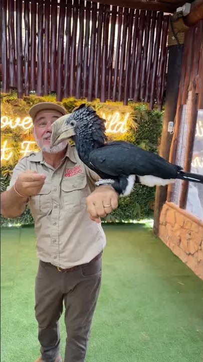 Silver cheeked hornbill swoops in!