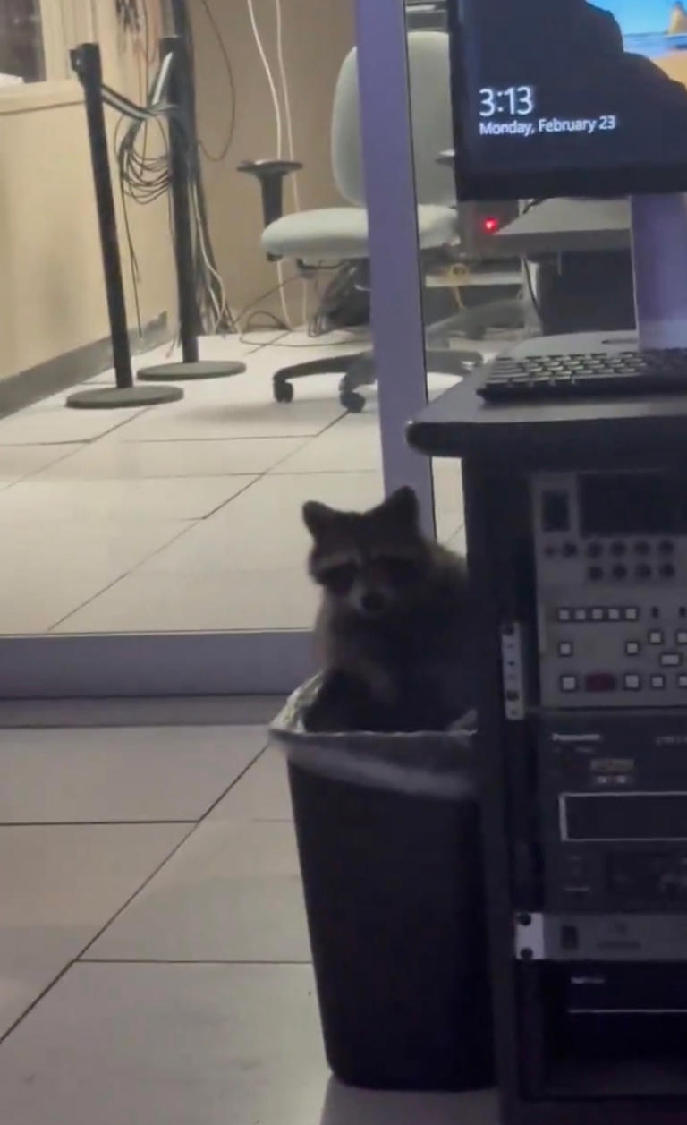 Raccoon found 'secretly living' in Cincinnati news station 'to escape ...