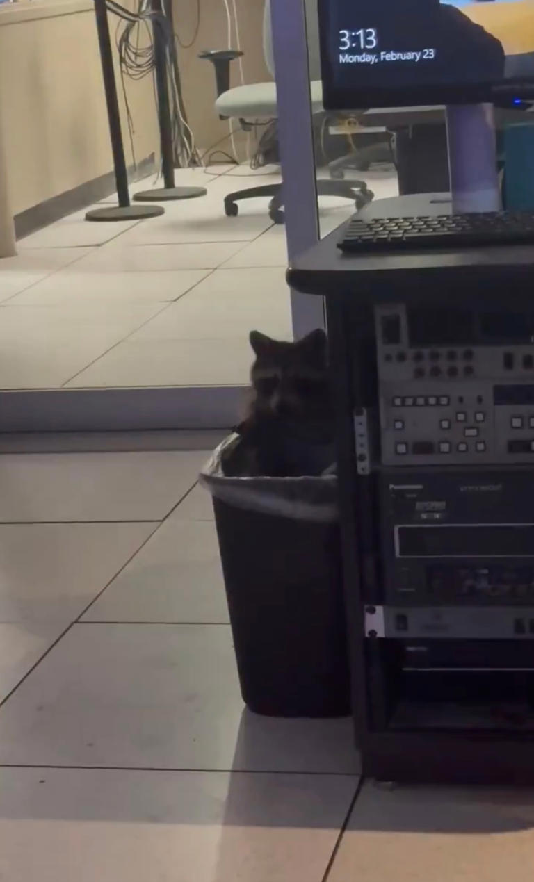 Raccoon found 'secretly living' in Cincinnati news station 'to escape ...