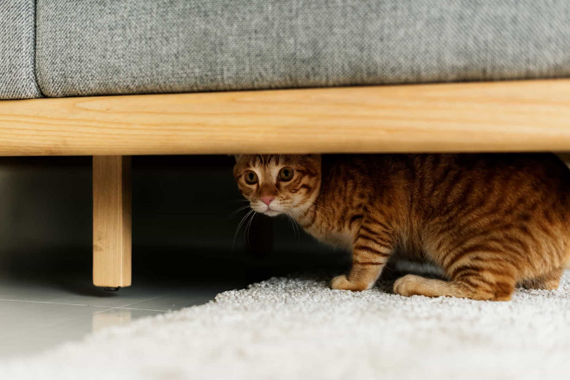 Cómo saber si tu gato está enfermo: señales que no debes ignorar